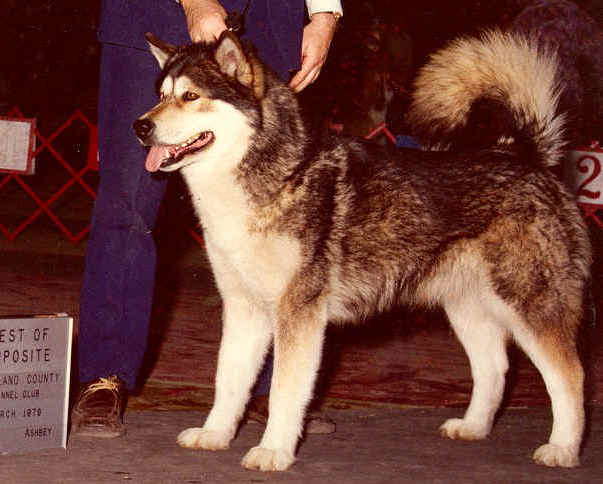 Alaskan Malamutes - UYAK